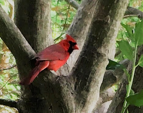 Splat! | Bird poop | Too Much Brudders blog