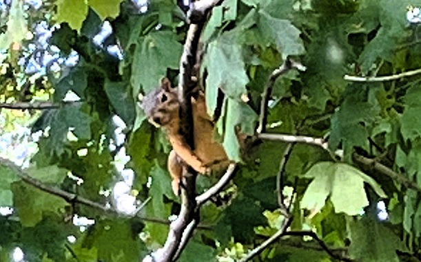 Spying squirrels | Too Much Brudders blog